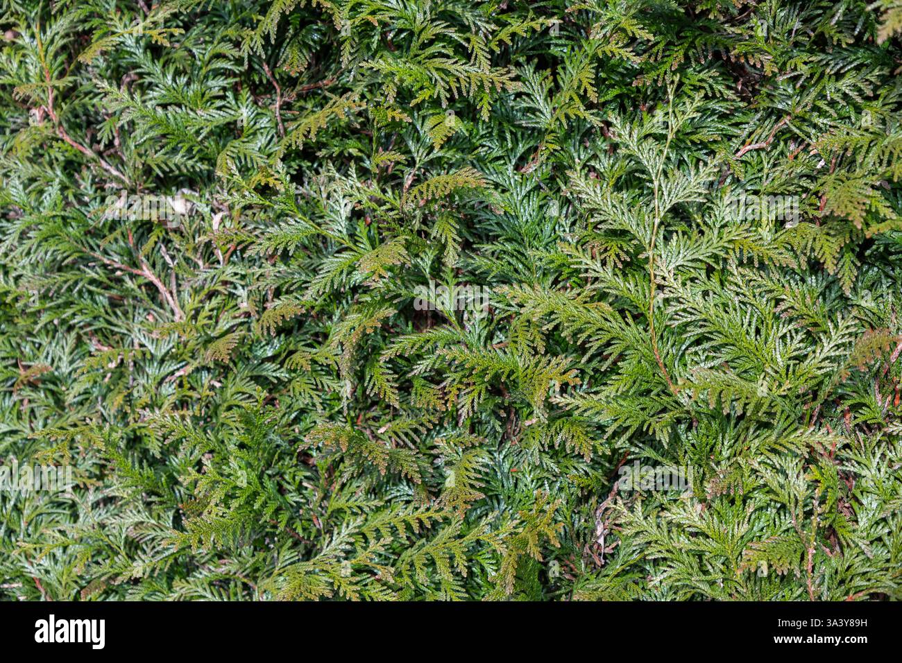 A beautiful hedge of thuja trees, neatly trimmed hedges in a urban park ...