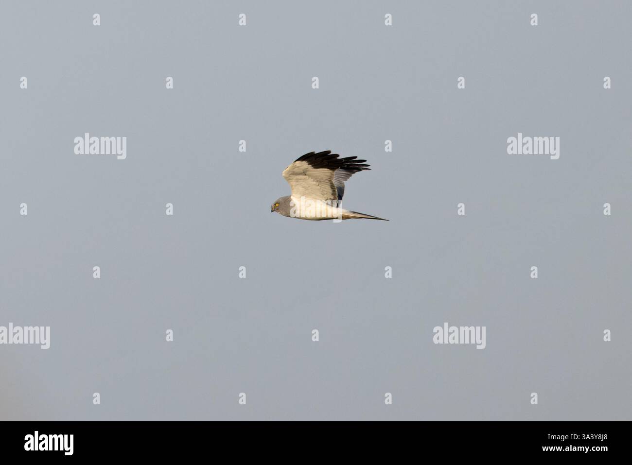 Hen Harrier (Circus cyaneus) male flying hunting Norfolk March 2025 ...
