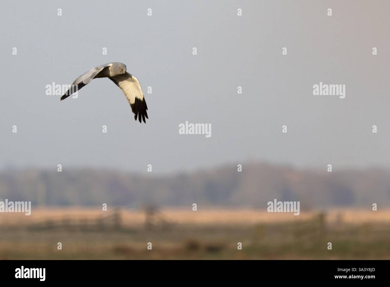 Hen Harrier (Circus cyaneus) male flying hunting Norfolk March 2025 ...