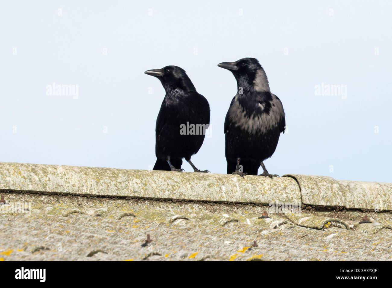 Hooded Crow (Corvus cornix) Carrion Crow (Corvus corone) hybrid Norfolk ...