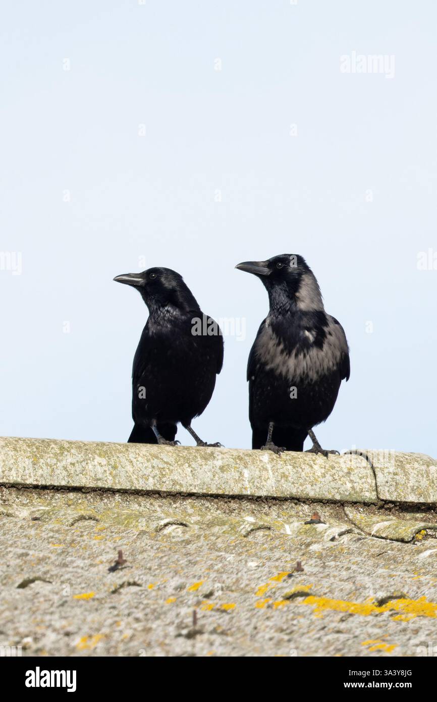 Hooded Crow (Corvus cornix) Carrion Crow (Corvus corone) hybrid Norfolk ...