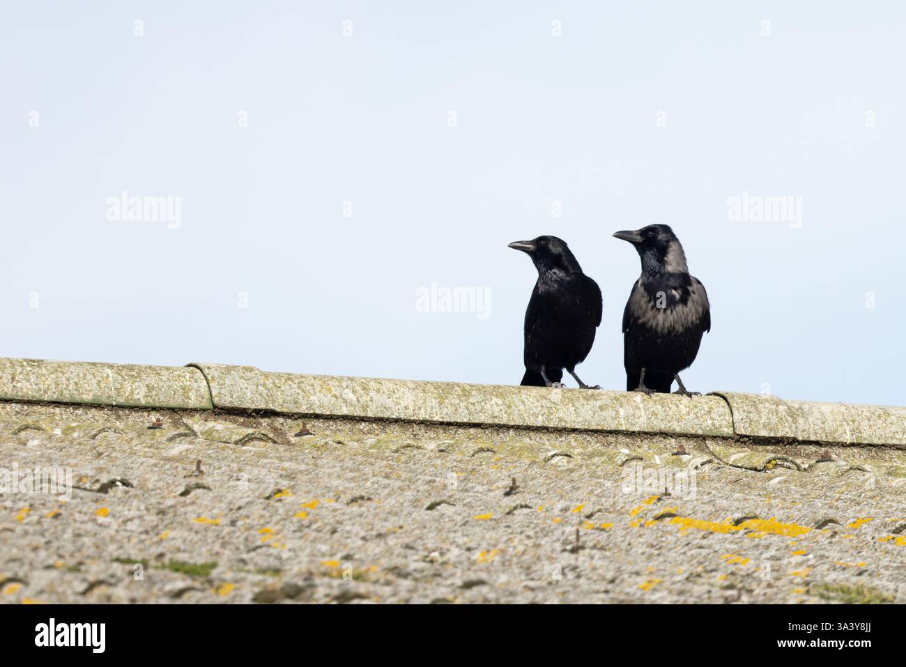 Hooded Crow (Corvus cornix) Carrion Crow (Corvus corone) hybrid Norfolk ...