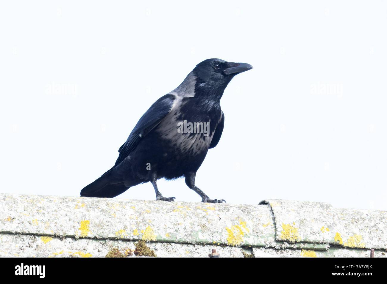 Hooded Crow (Corvus cornix) Carrion Crow (Corvus corone) hybrid Norfolk ...
