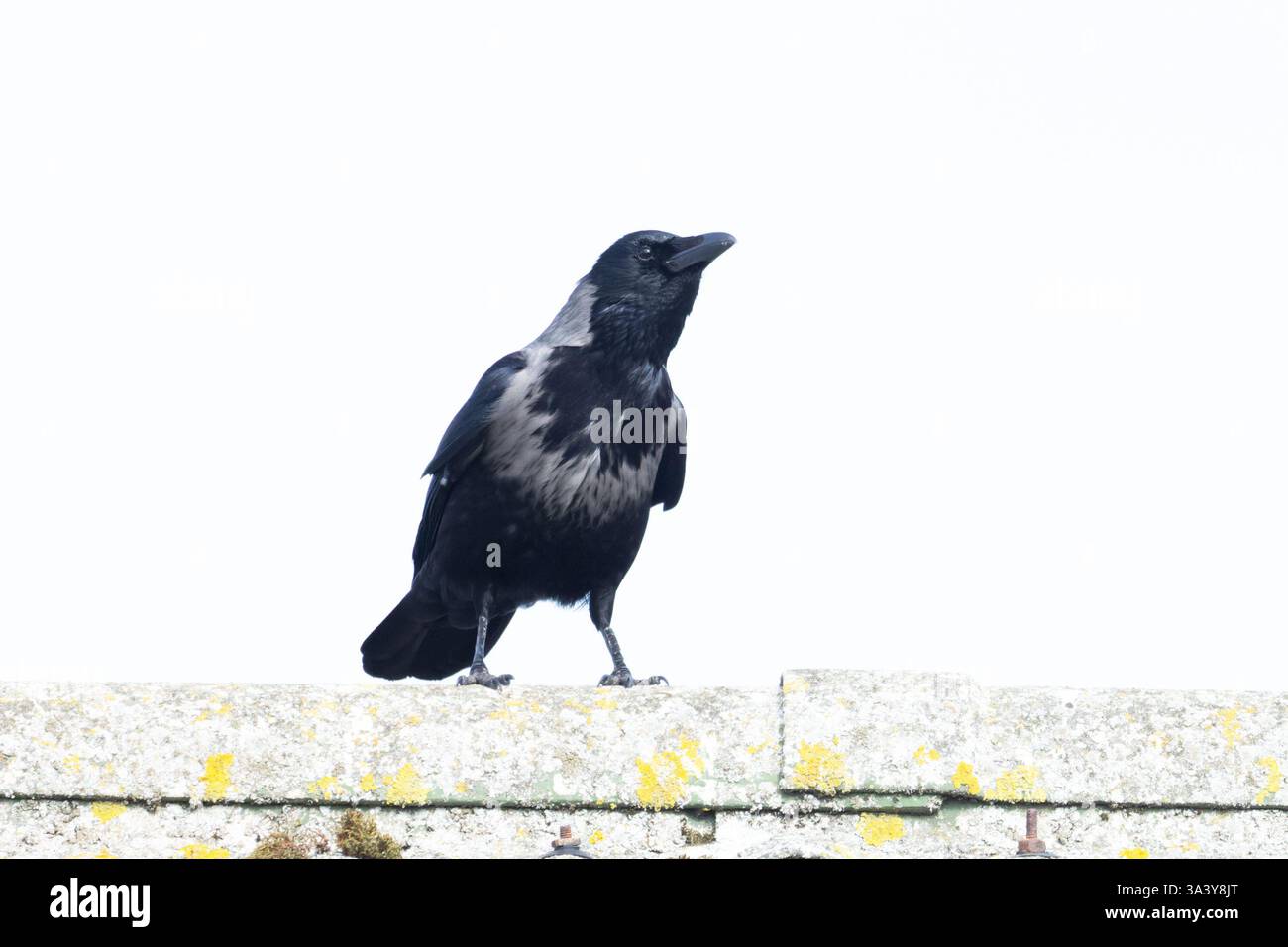 Hooded Crow (Corvus cornix) Carrion Crow (Corvus corone) hybrid Norfolk ...