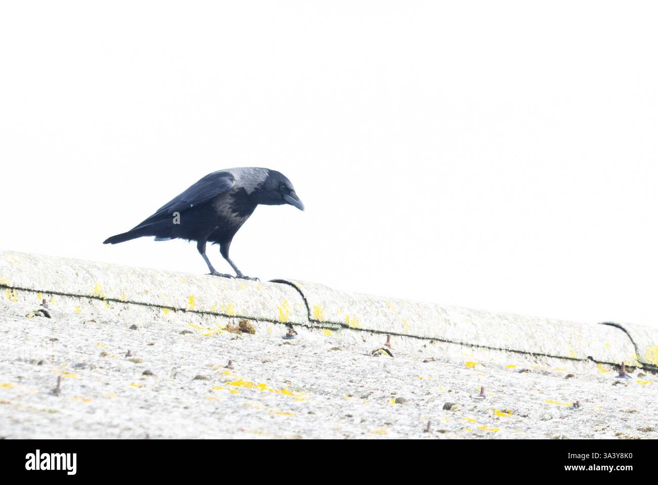 Hooded Crow (Corvus cornix) Carrion Crow (Corvus corone) hybrid Norfolk ...