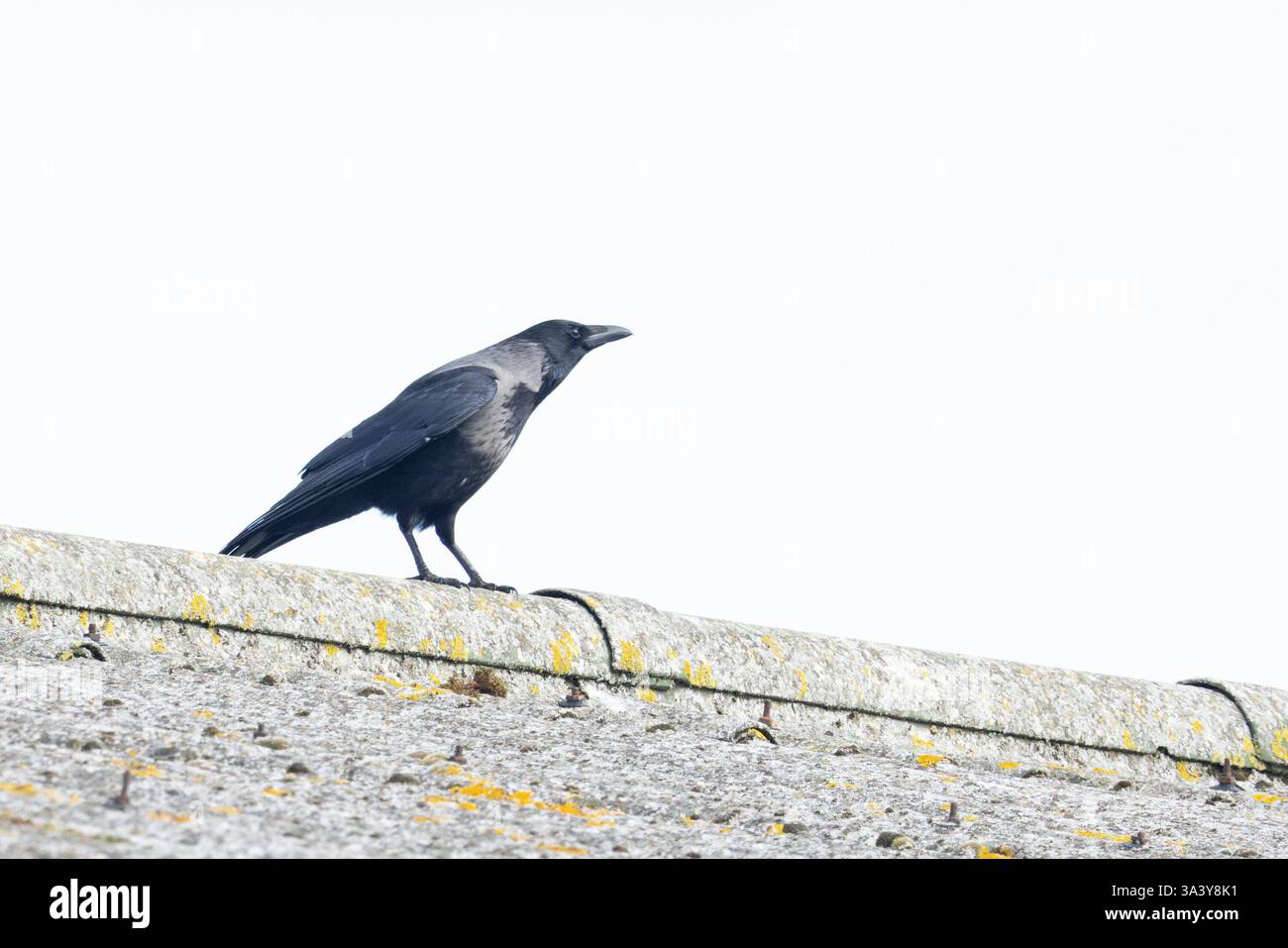 Hooded Crow (Corvus cornix) Carrion Crow (Corvus corone) hybrid Norfolk ...