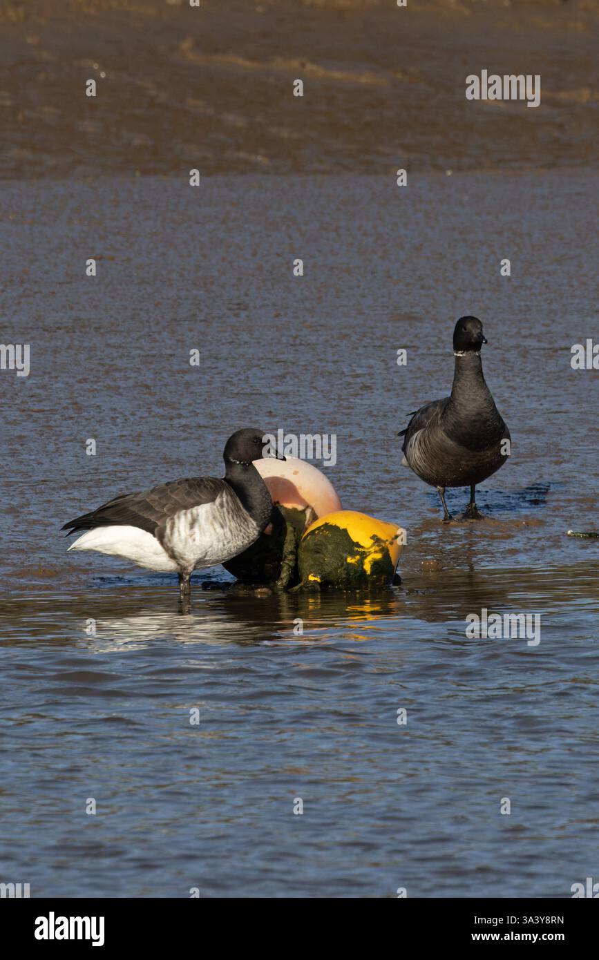 Pale-bellied Brent Goose (Branta bernicla hrota) with Dark-bellied ...