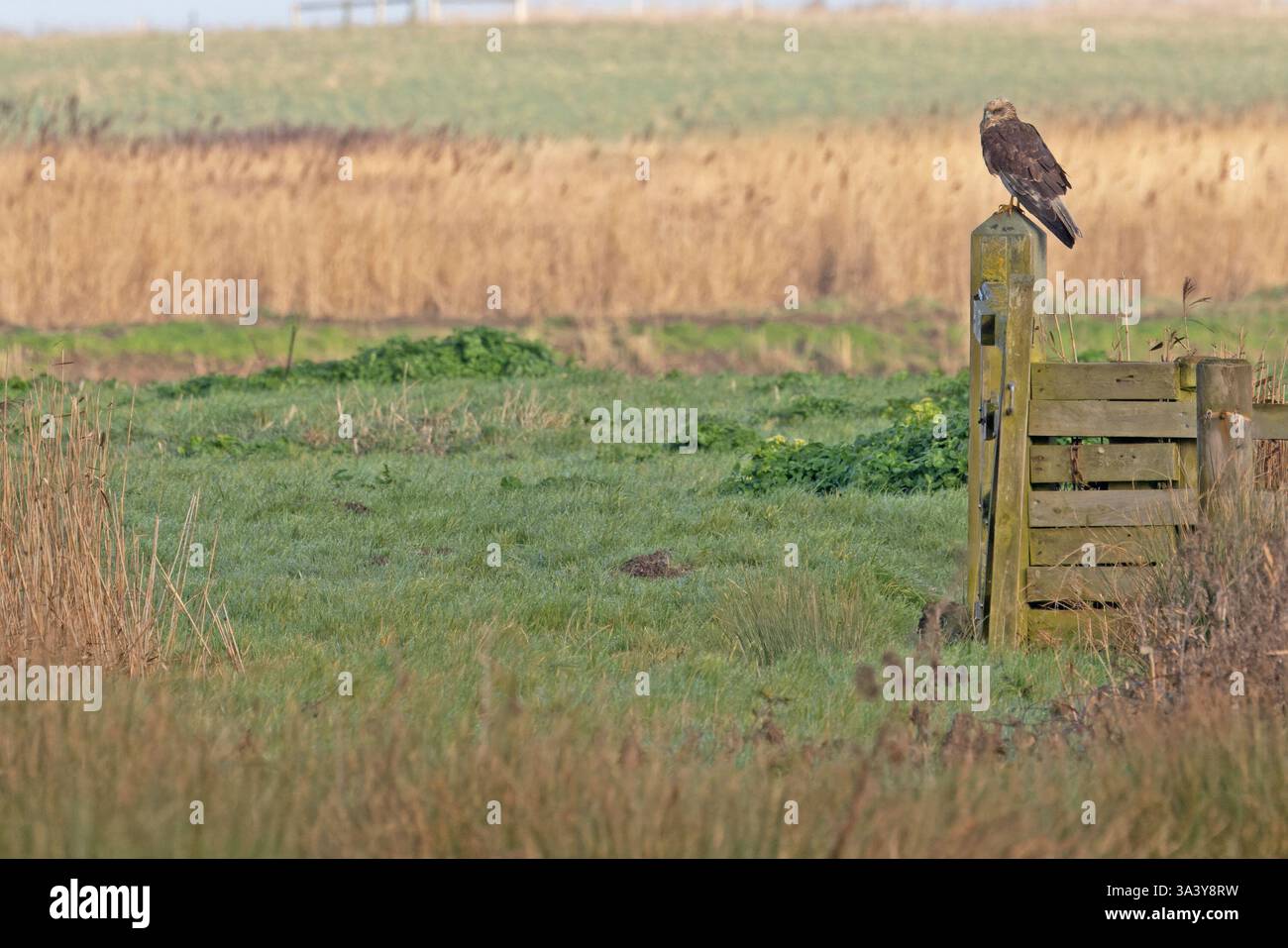 Marsh Harrier (Circus aeruginosus) male perched gate post Norfolk ...