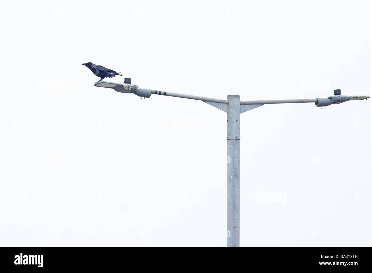 Hooded Crow (Corvus cornix) Carrion Crow (Corvus corone) hybrid on ...