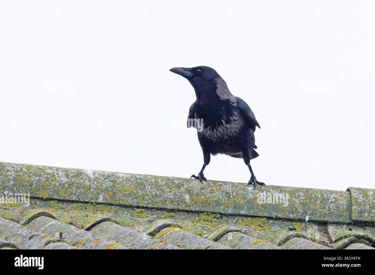 Hooded Crow (Corvus cornix) Carrion Crow (Corvus corone) hybrid Norfolk ...