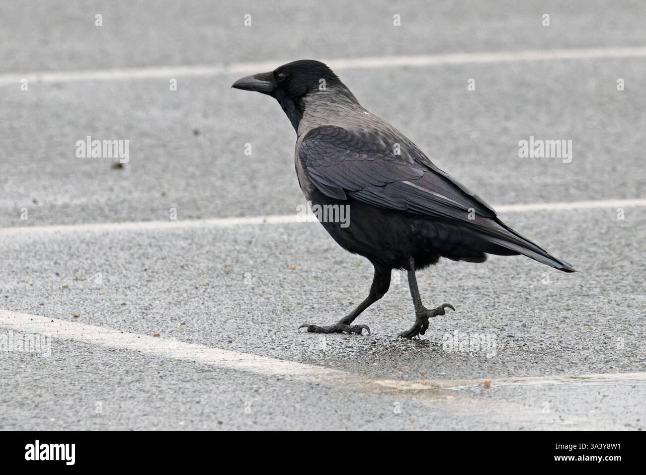 Hooded Crow (Corvus cornix) Carrion Crow (Corvus corone) hybrid Norfolk ...