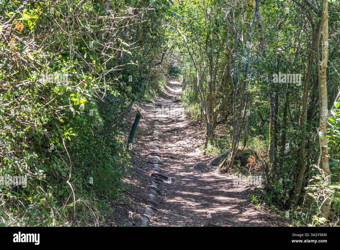 The Half Collared Kingfisher Trail in Wilderness in the Western Cape ...