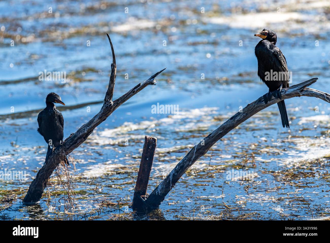 Bird watching view of birds in the wetlands of Wilderness from ...