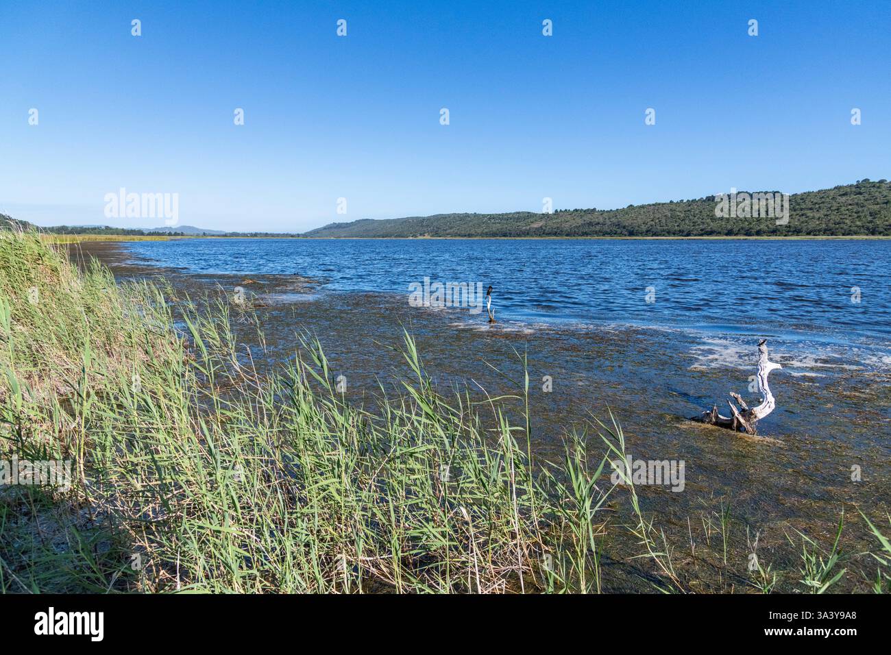 Bird watching view of birds in the wetlands of Wilderness from ...