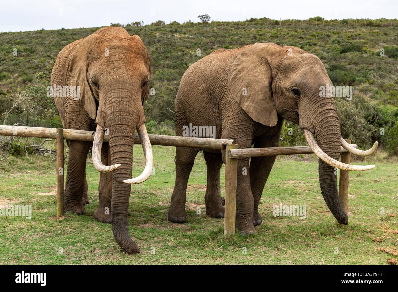 Elephants eating grass at Indalu safari park sanctuary in the Western ...
