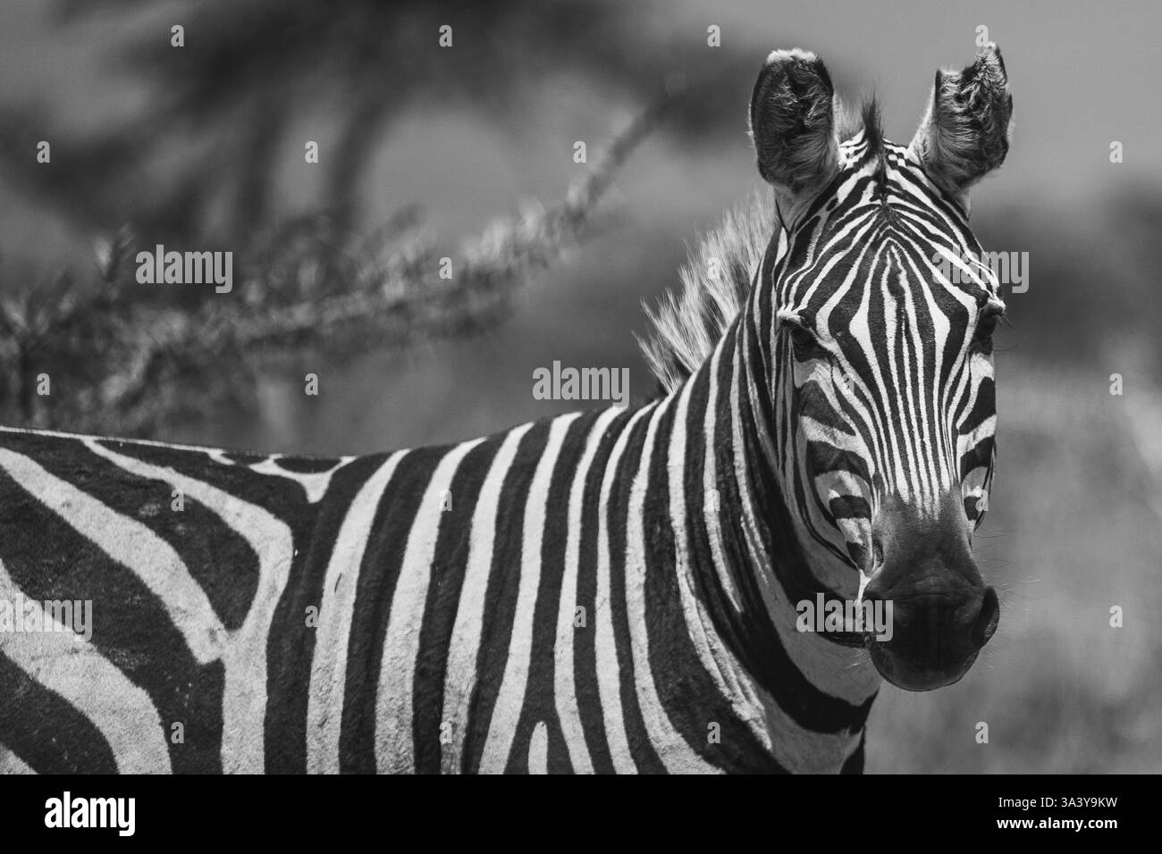 ambiance during the 2025 Safari Rally, Kenya. , . WRC World Rally Car ...