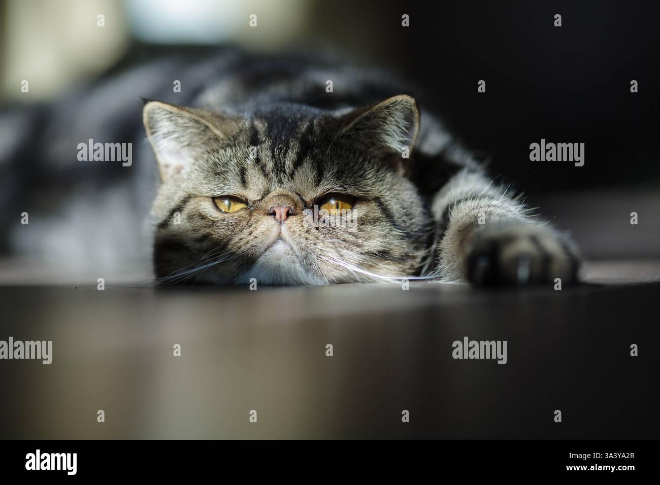 Serious yet curious hi-res stock photography and images - Alamy