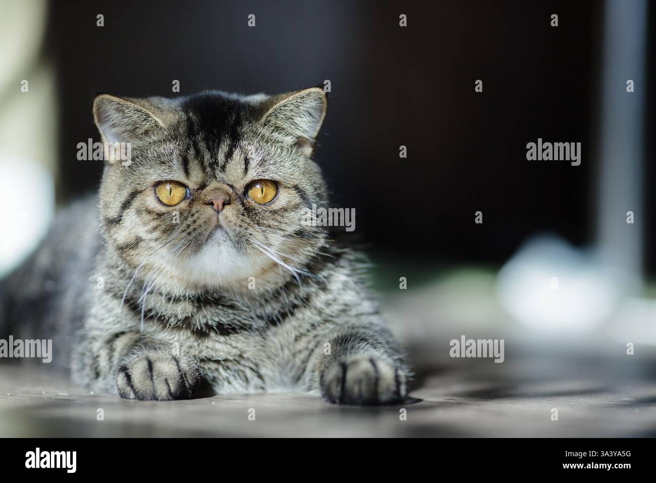 Grumpy-looking tabby cat with golden eyes stretches out on the floor ...