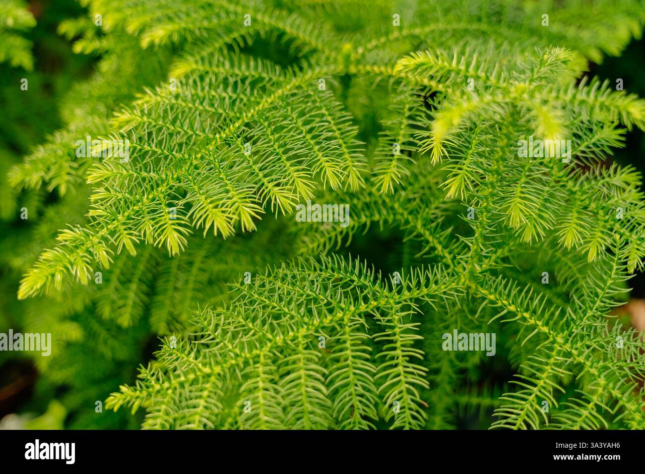A close-up of a vibrant green asparagus plant with fresh, delicate ...