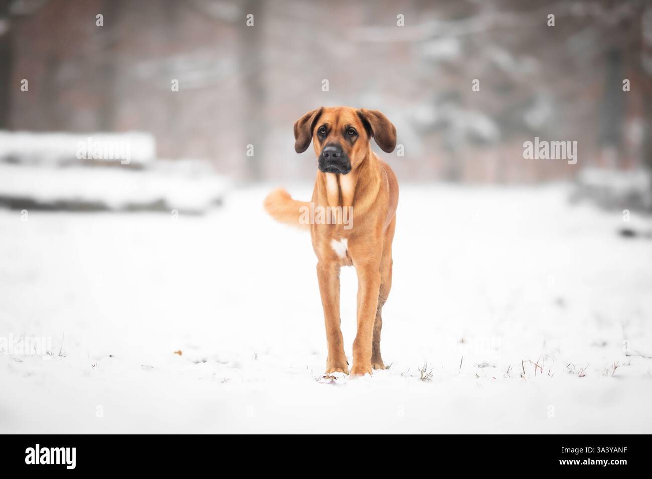 Rhodesian-Ridgeback-Mongrel in Snow Stock Photo - Alamy
