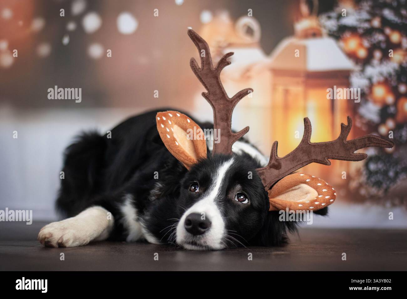 Moose lying down hi-res stock photography and images - Alamy