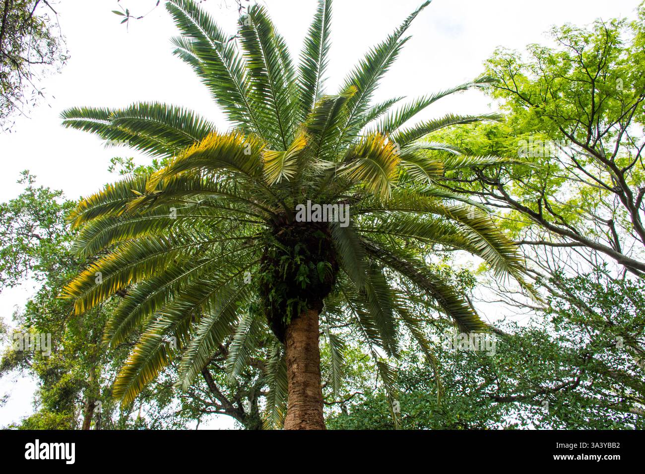 Exploring the tropical botanic gardens at the Bonnet House Museum and ...