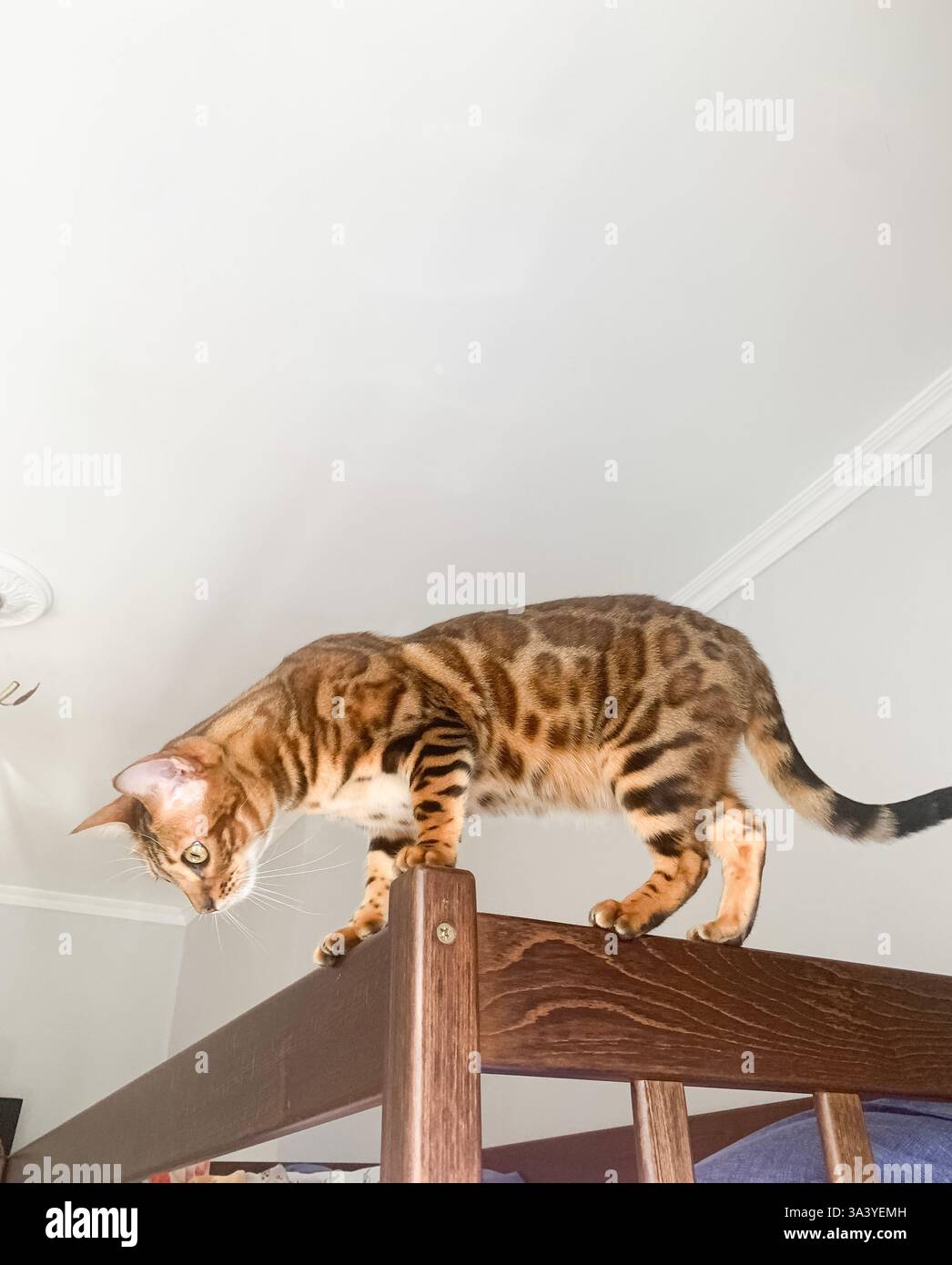 A leopard-colored Bengal cat walks gingerly on the top rung of a wooden ...
