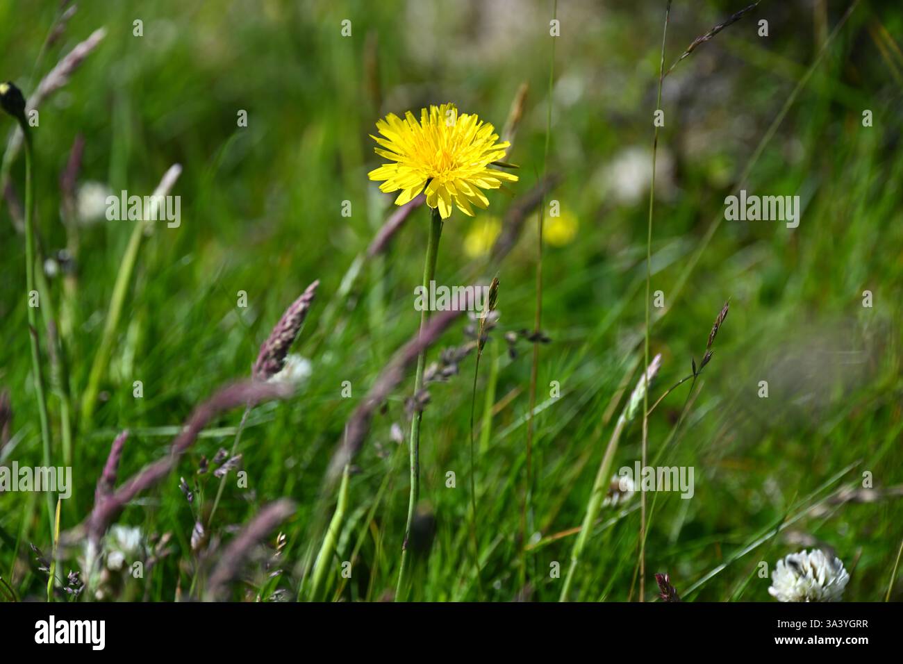 Yellow summer flower of cat's ear, Hypochaeris radicata Scotland June ...