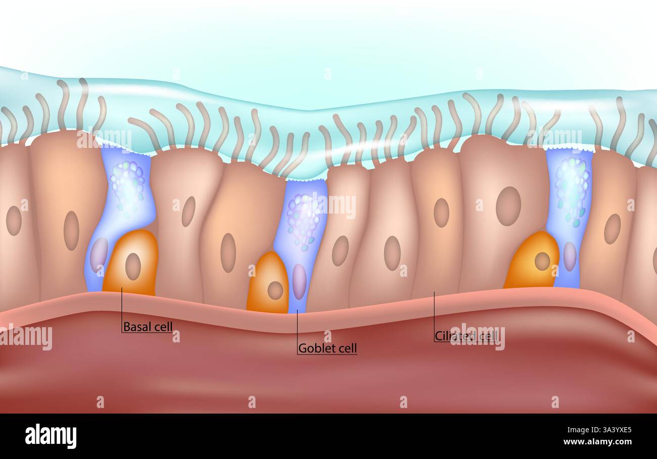 Ciliated Cell Diagram