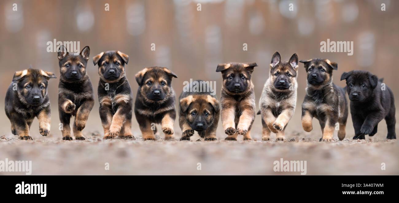 Group black german shepherd puppies hi-res stock photography and images ...