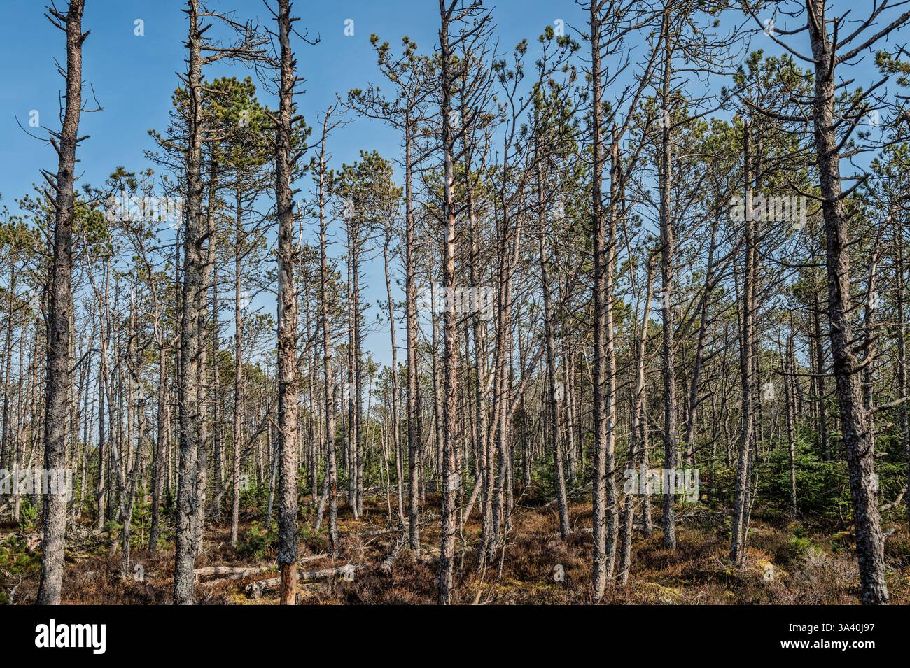 A serene view of a forest featuring tall and slender evergreen trees ...