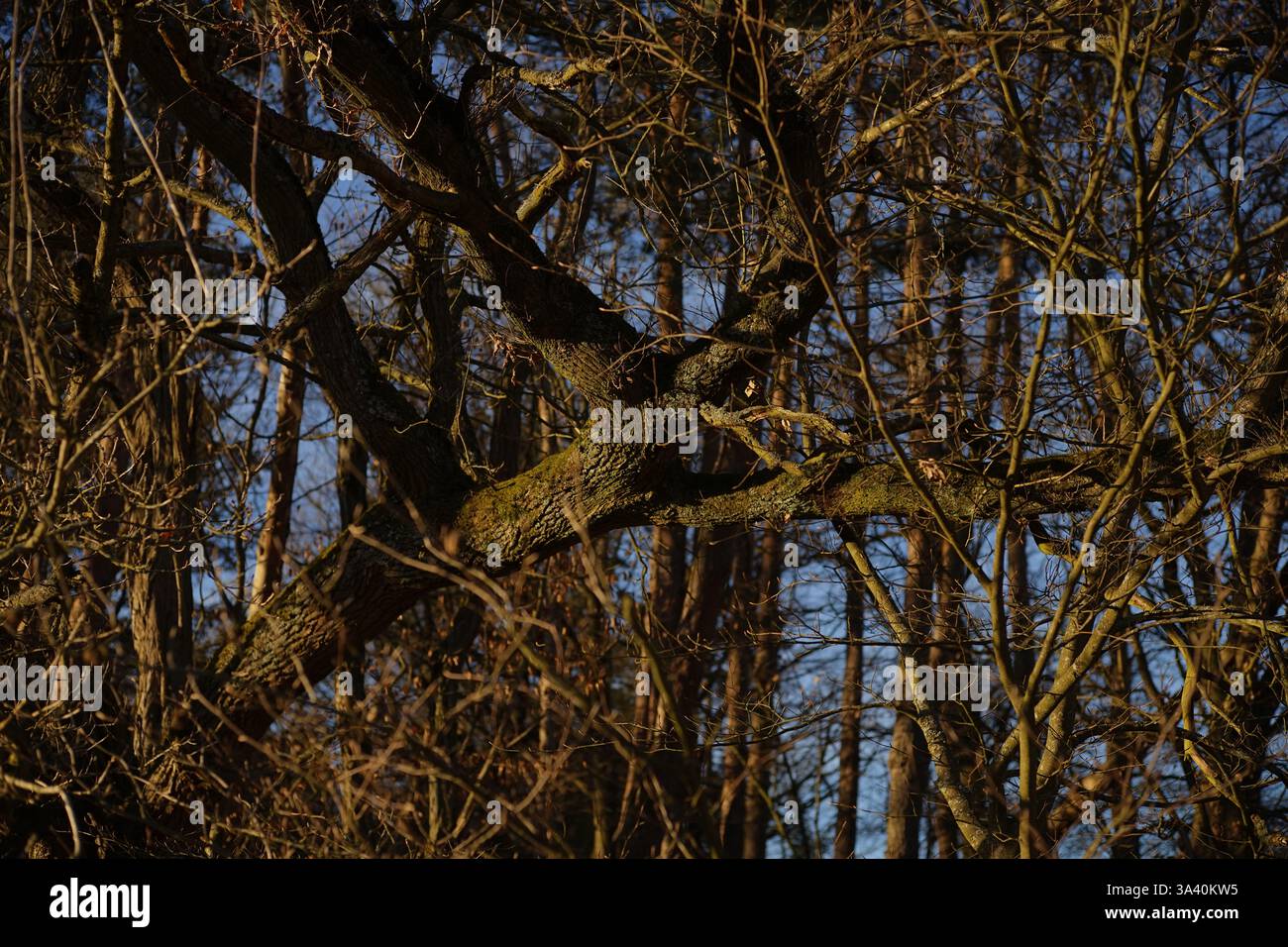 Tangle of branch hi-res stock photography and images - Alamy