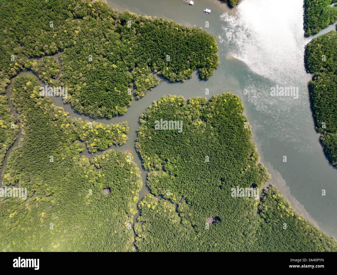 Amazing abundant mangrove forest river,Aerial view of forest trees ...