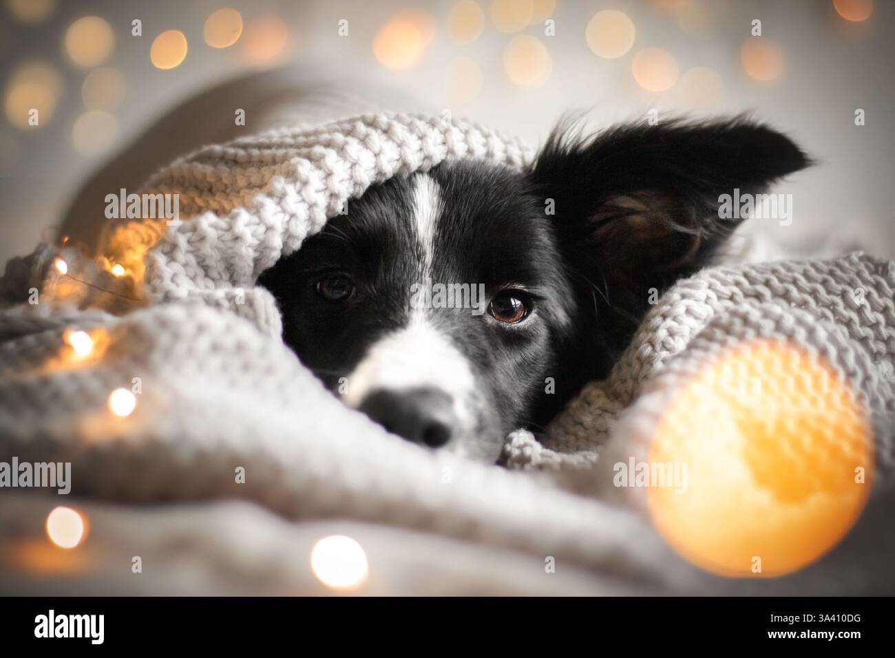 female Border Collie Stock Photo - Alamy
