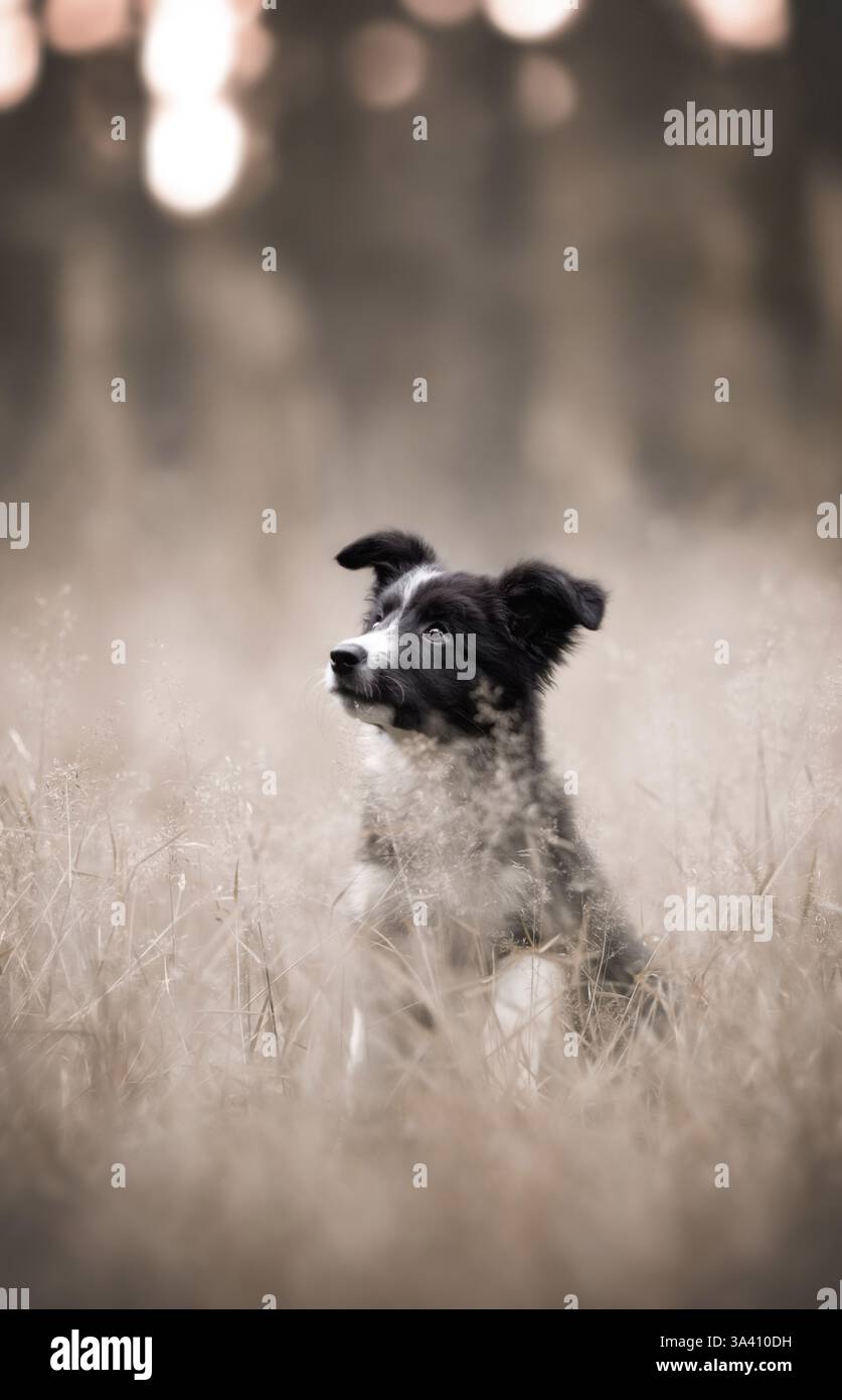 female Border Collie Stock Photo - Alamy