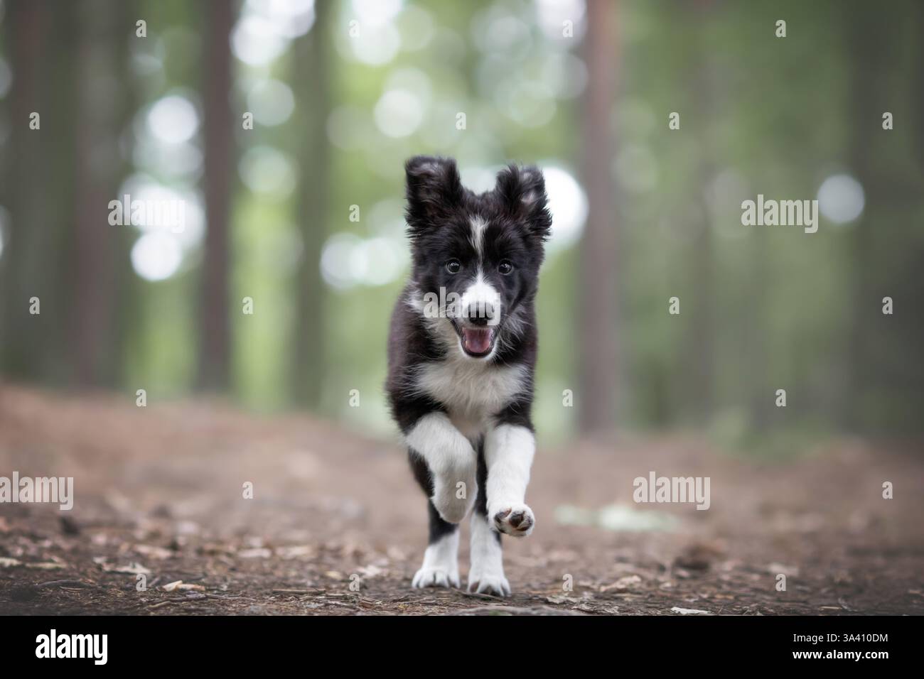 female Border Collie Stock Photo - Alamy