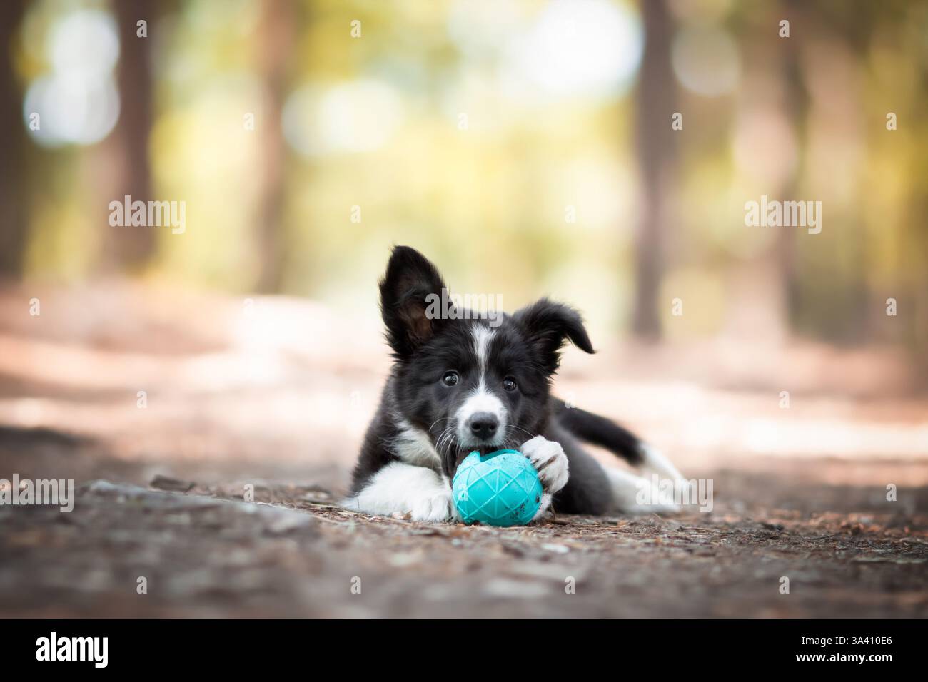female Border Collie Stock Photo - Alamy