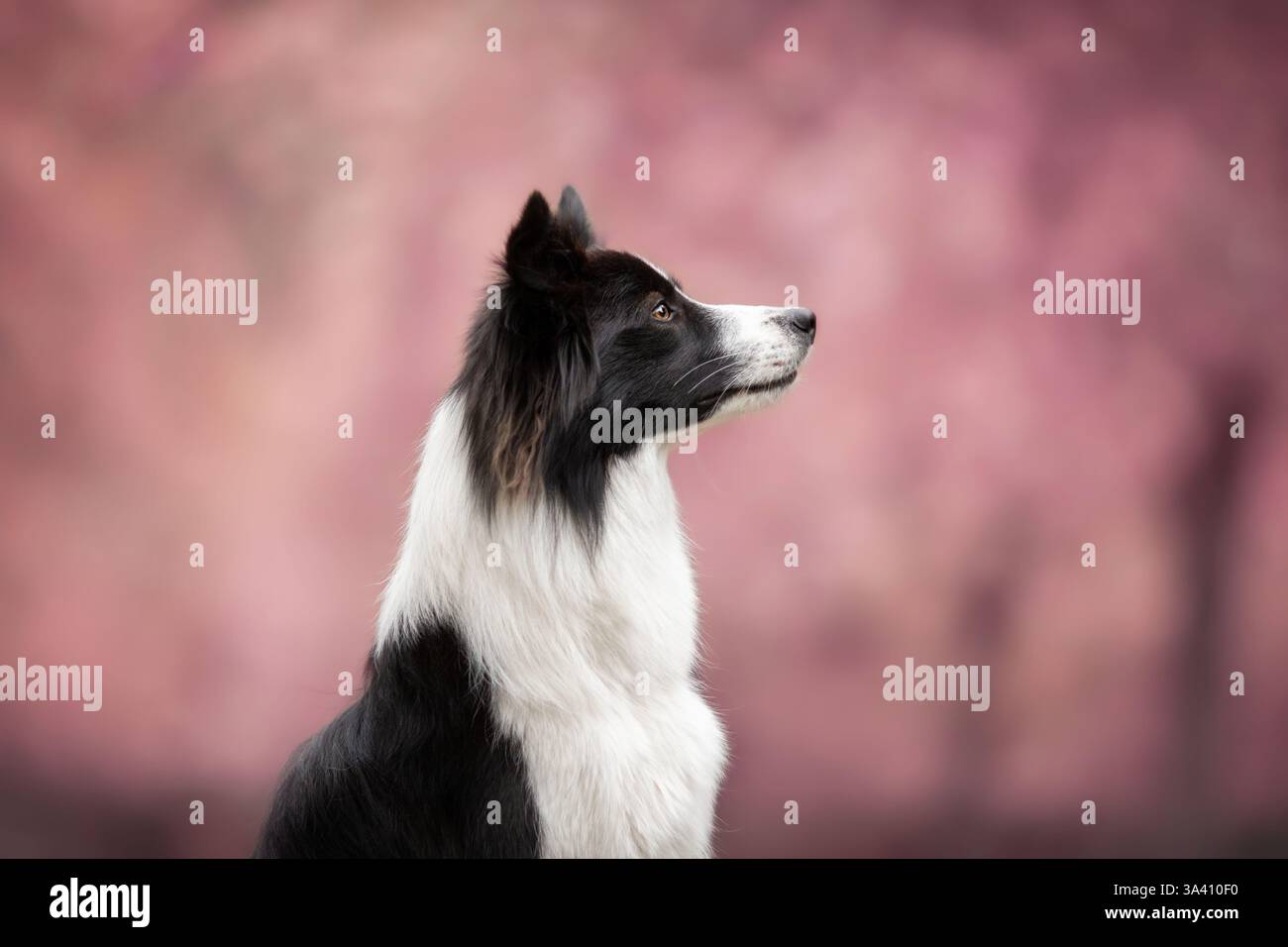 female Border Collie Stock Photo - Alamy