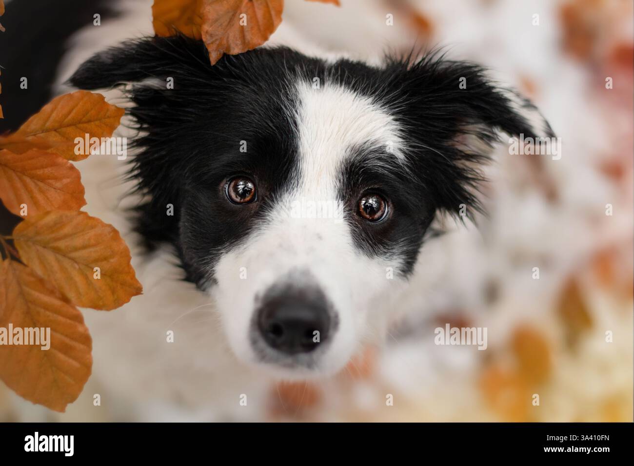 female Border Collie Stock Photo - Alamy