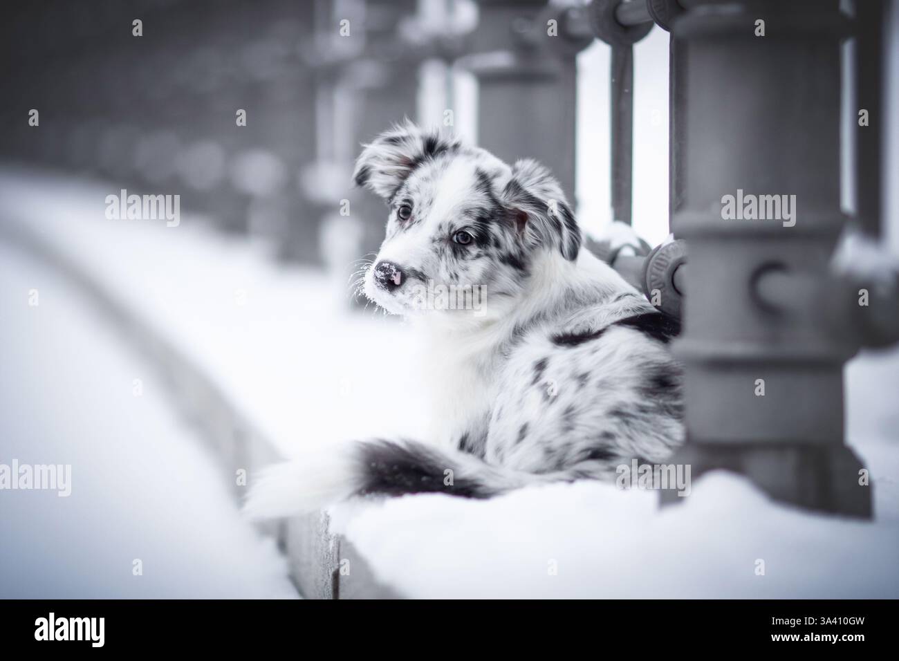 female Border Collie Stock Photo - Alamy