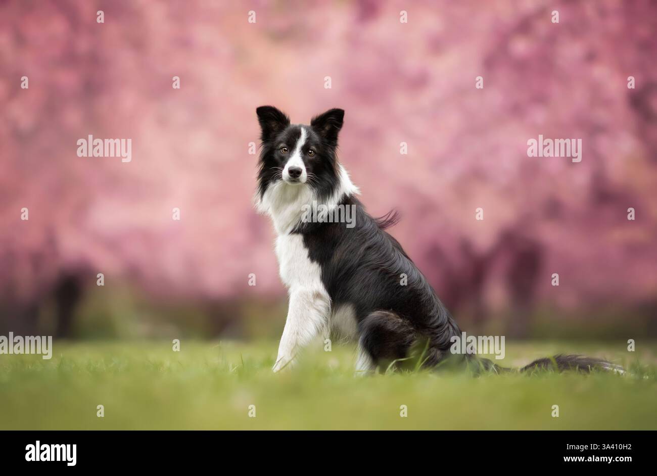 female Border Collie Stock Photo - Alamy