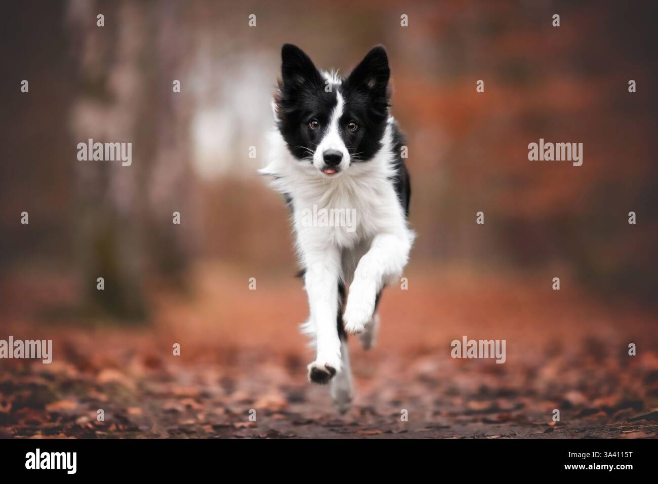 female Border Collie Stock Photo - Alamy