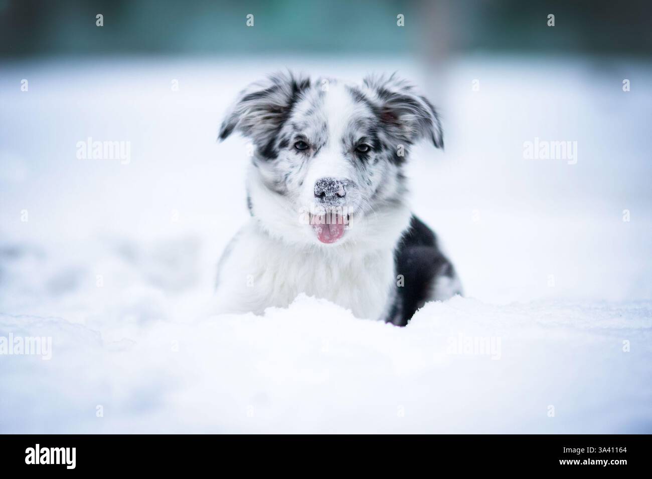 female Border Collie Stock Photo - Alamy
