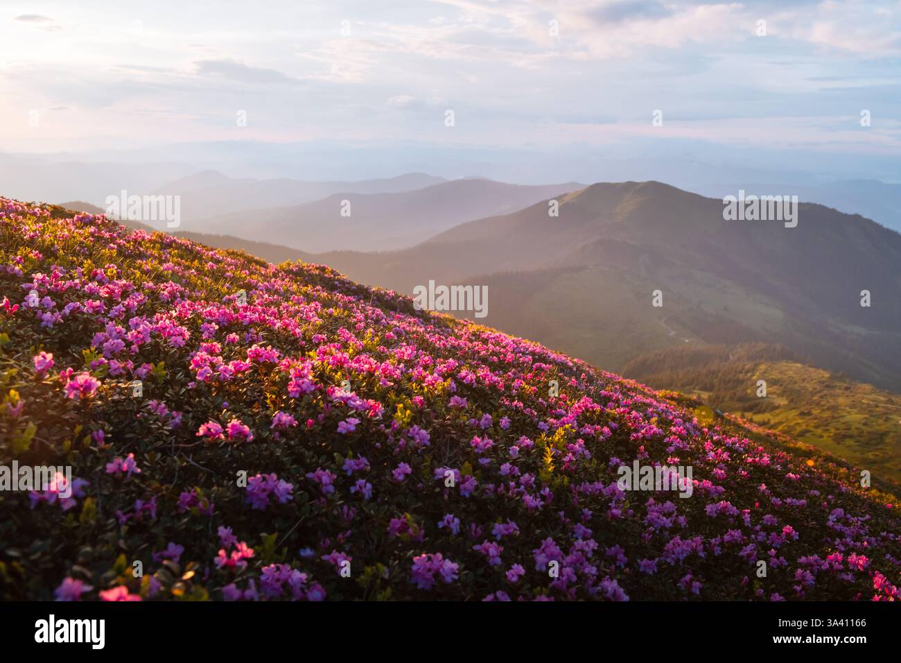 Golden sunset rays casting a magical glow over a rhododendron-covered ...