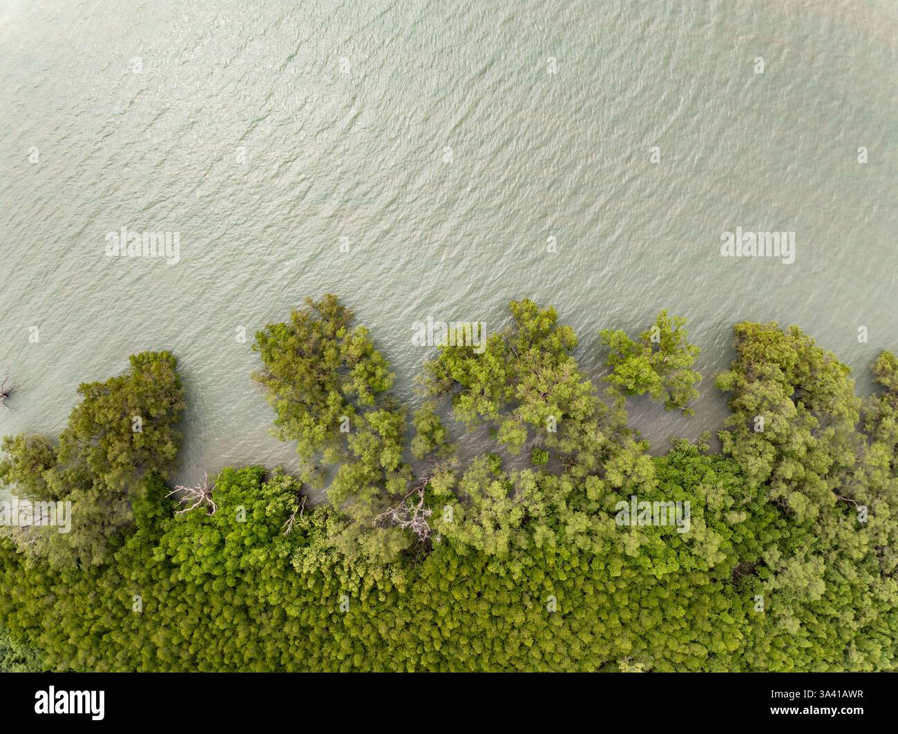 Amazing abundant mangrove forest river,Aerial view of forest trees ...