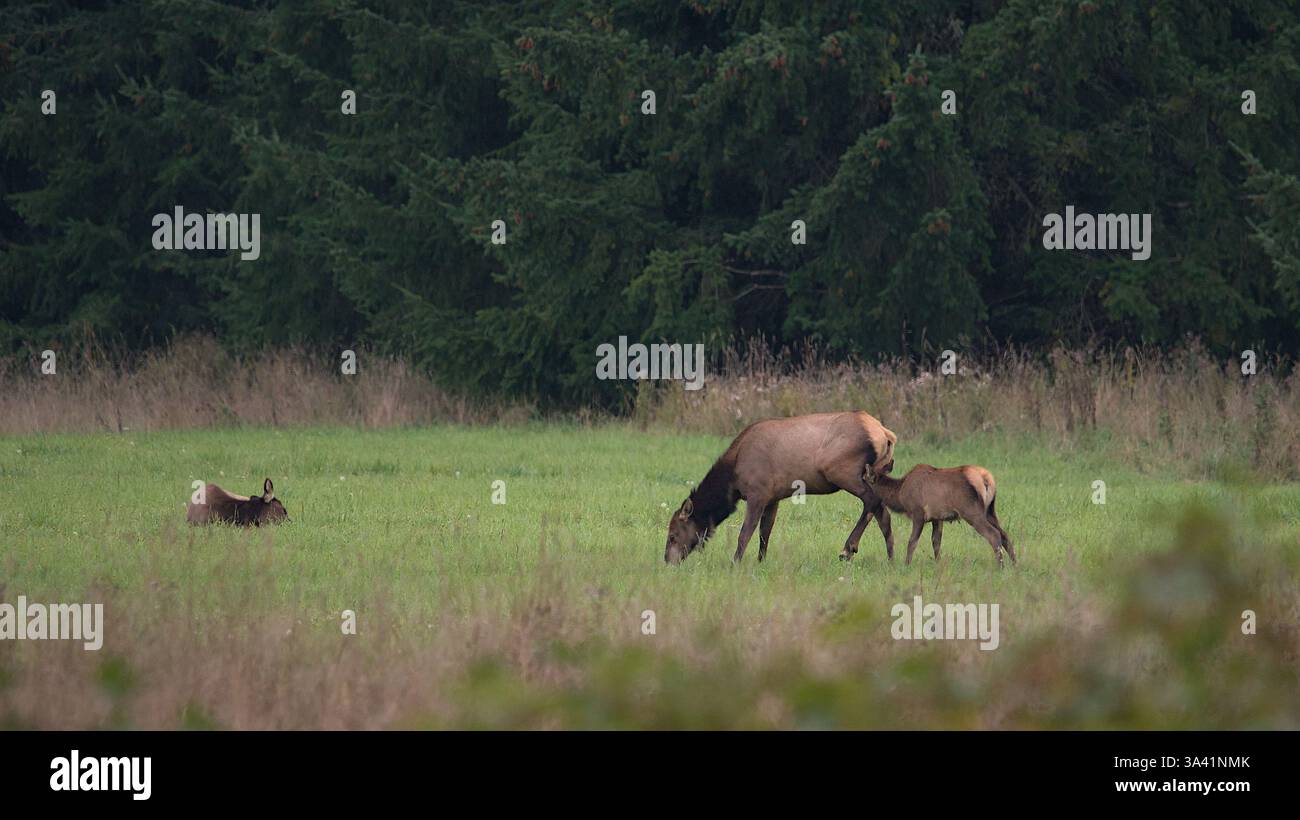 A Cow Elk Lifts Her Hind Leg in Discomfort While Nursing Her Calf - She ...