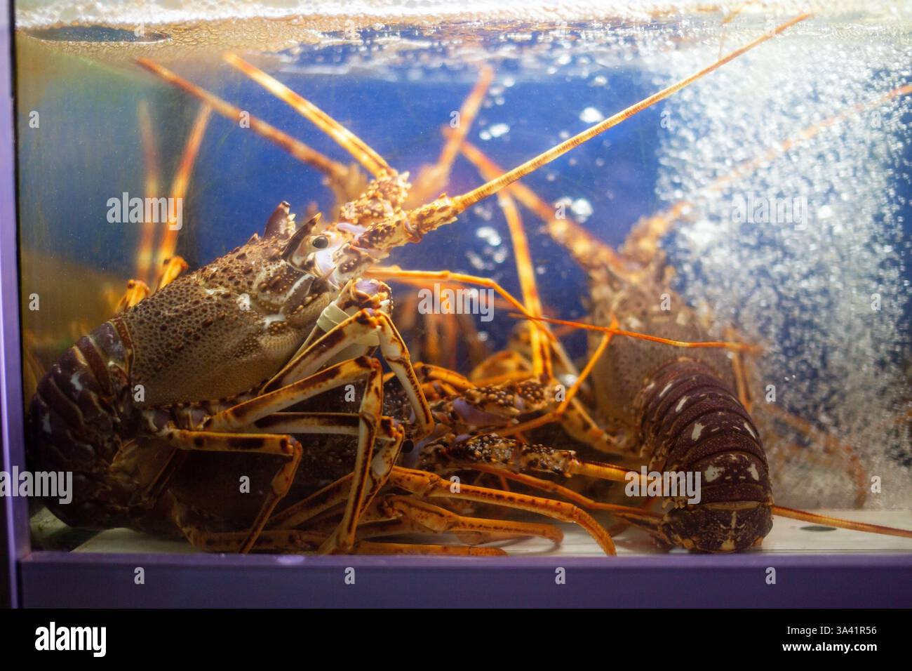 Raw live lobster swimming in clean water tank for cooking or sale at ...