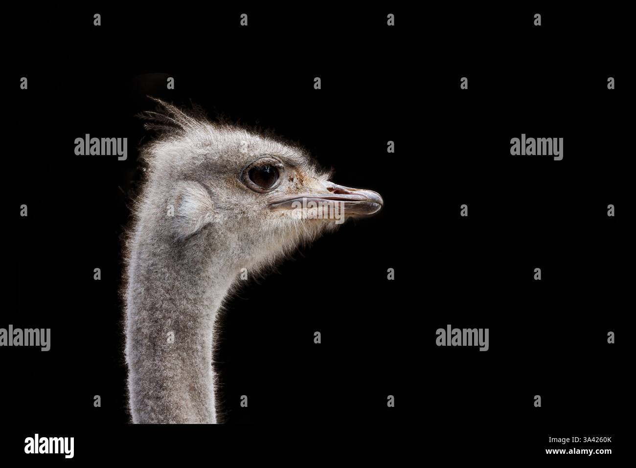 Side profile portrait of a common ostrich, Struthio, isolated on a ...