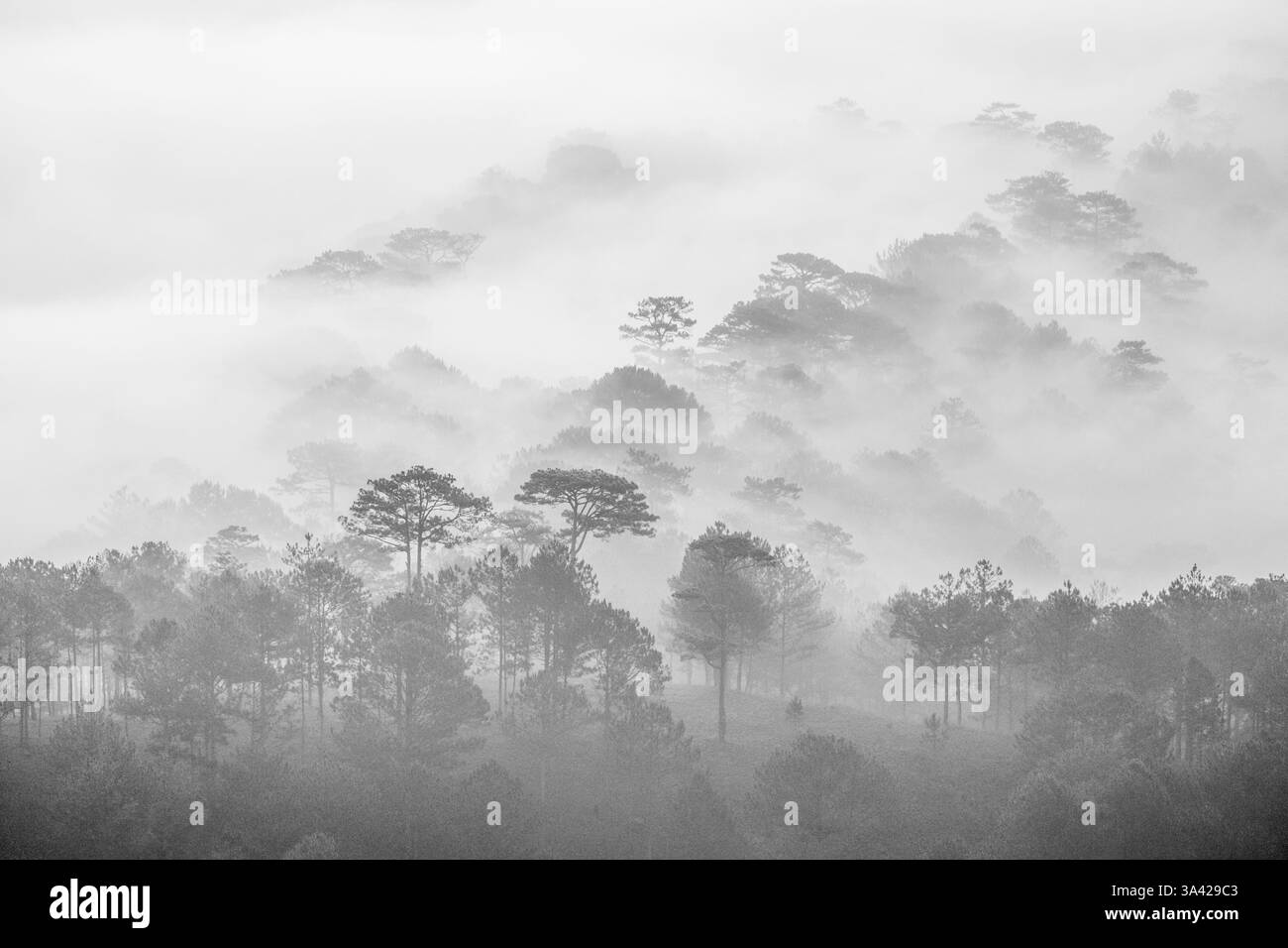 Scenery of an early morning with fog and trees at highland in Da Lat ...