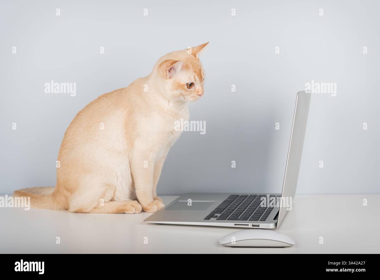 Burmese cat sitting at laptop indoors. Copy space Stock Photo - Alamy